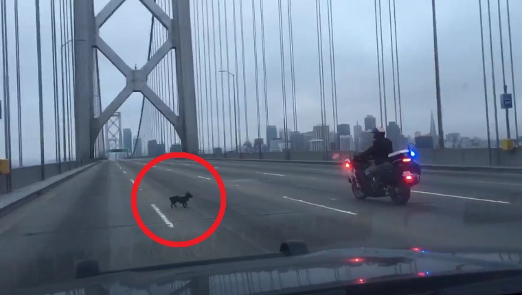 Fugitive Chihuahua Leads Police Chase Over San Francisco's Bay Bridge ...