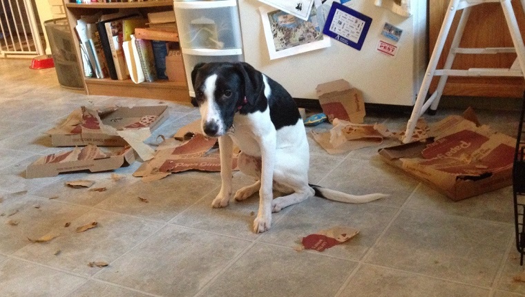 29 Guilty Dogs Who Were Caught In The Act [GALLERY] - DogTime