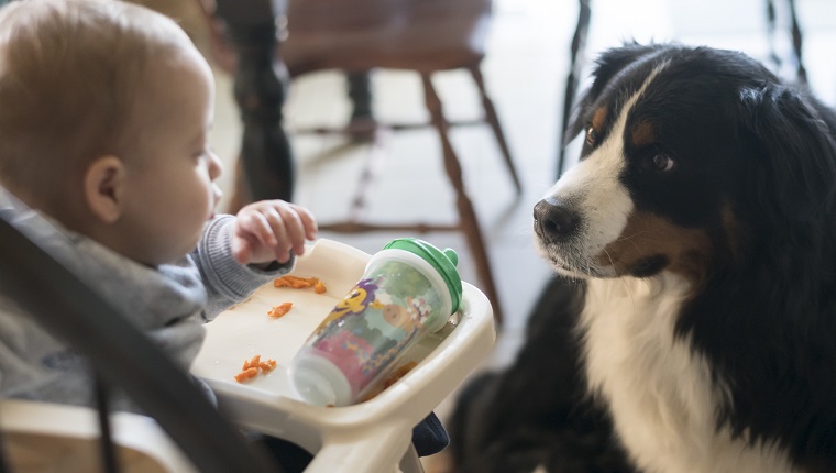 10 Best Kid-Friendly Dog Breeds For Families - DogTime