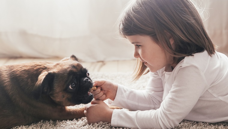 10 Best Kid-Friendly Dog Breeds For Families - DogTime