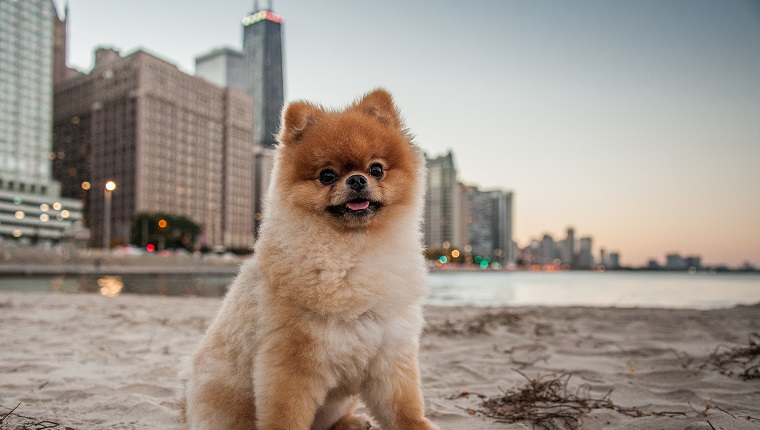 Top 32 Small Breeds That Make Good Apartment Dogs