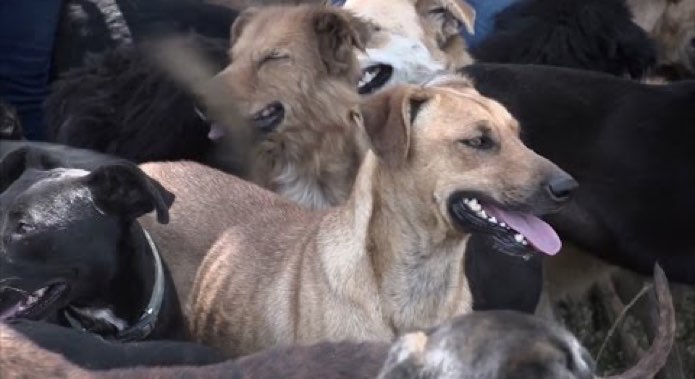 "Land of the Strays" Is An Outdoor Sanctuary For Adoptable Dogs In ...