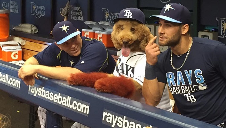Super Dog Max Hangs Out With The Tampa Bay Rays Baseball Team - DogTime