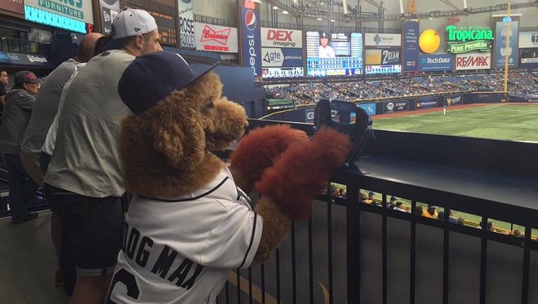Super Dog Max Hangs Out With The Tampa Bay Rays Baseball Team - DogTime