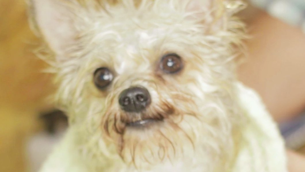 Trending - Page 37 of 53 - DogTime
