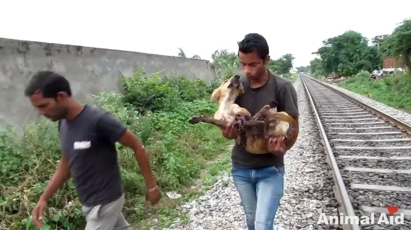 Dog Recovers From Being Hit By A Train [GRAPHIC VIDEO] - DogTime