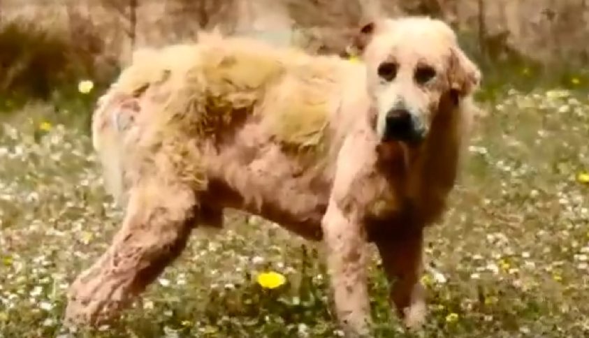 Sick Dog Rescued Outside Of Athens Greece Finally Receives Love [VIDEO ...