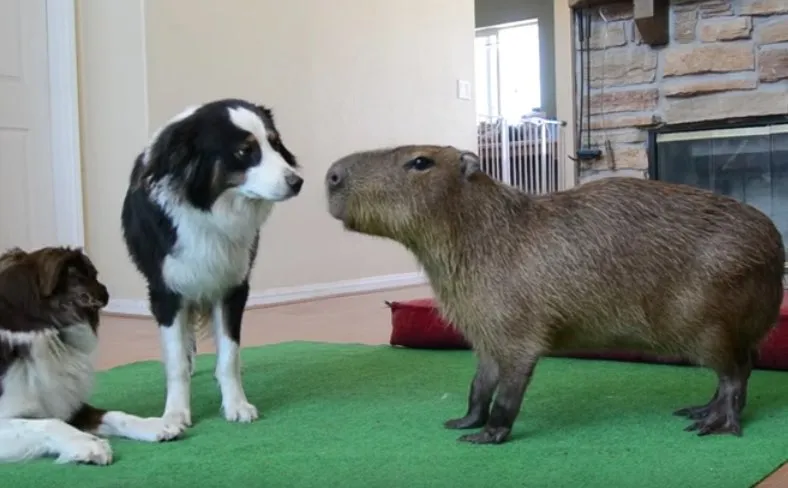 Capybara With Dog