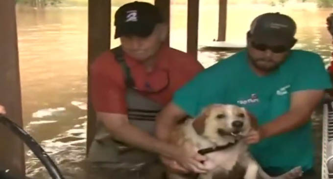 Dog Chained To Front Of House In Texas Flood Waters Up To Her Head ...