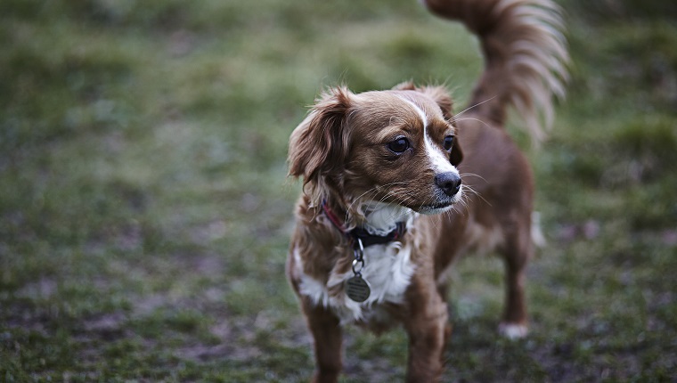 How To Find A Lost Dog: Tips, Warnings, & Steps You Can Take - DogTime