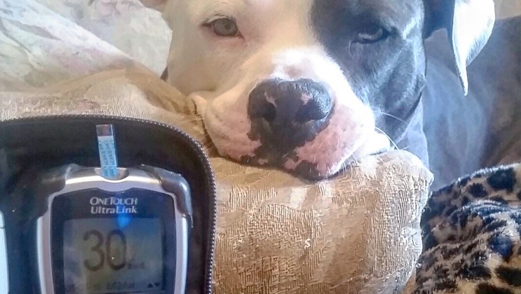 Pit Bull Saves Owner From Falling Into Diabetic Coma - DogTime