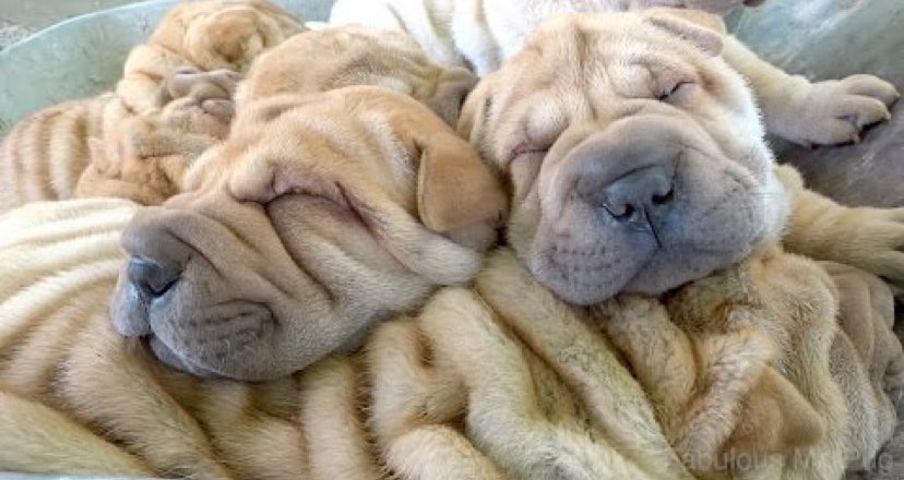 Wrinkles Galore: Sharpei Pups Ride Of The Valkyries [VIDEO] - DogTime