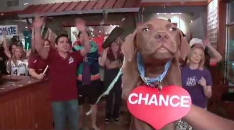 INSPIRING! Take A Chance Adopt A Shelter Pet [VIDEO] - DogTime
