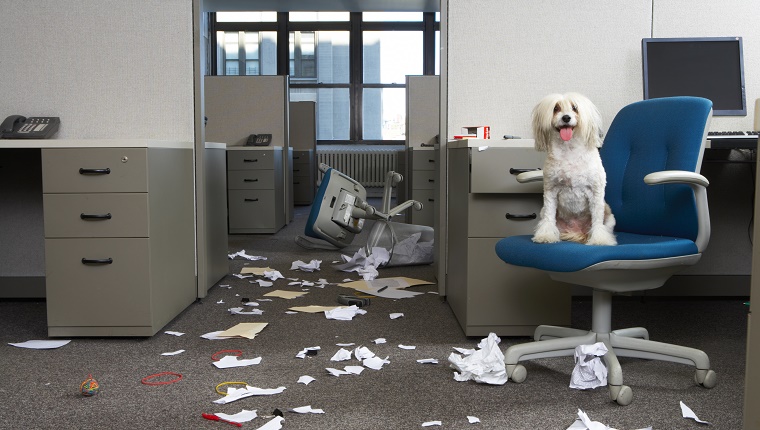 7 Ways To Make Your Office Dog Proof For 'Take Your Dog To Work Day ...