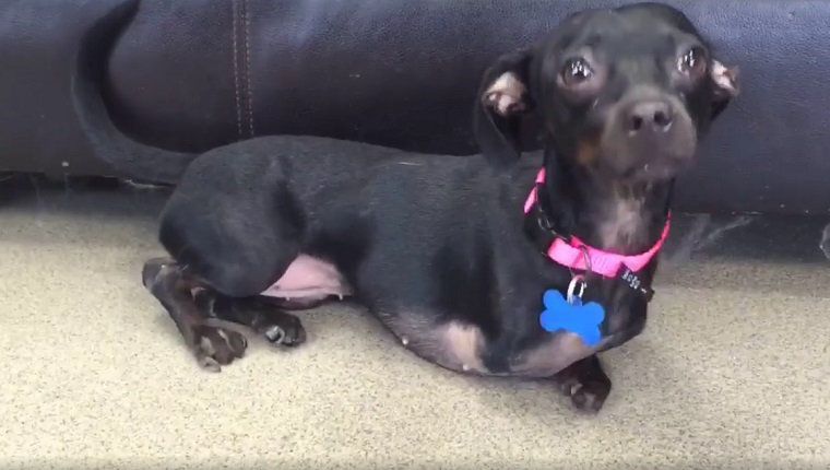Backyard Breeder Makes Deformed Dogs On Purpose - DogTime