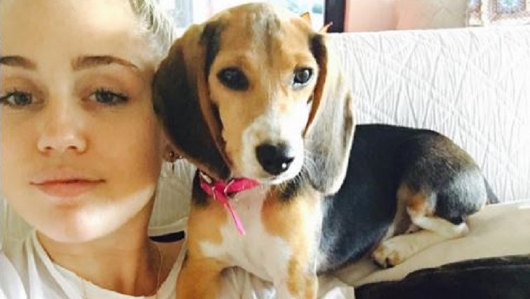 Celeb Pets: Miley Cyrus Adopts Beagle To Raise Awareness About Animal ...