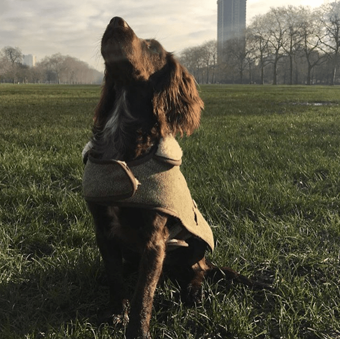 Celeb Pets: Get To Know The Dogs Of 7 Famous Soccer Stars - DogTime