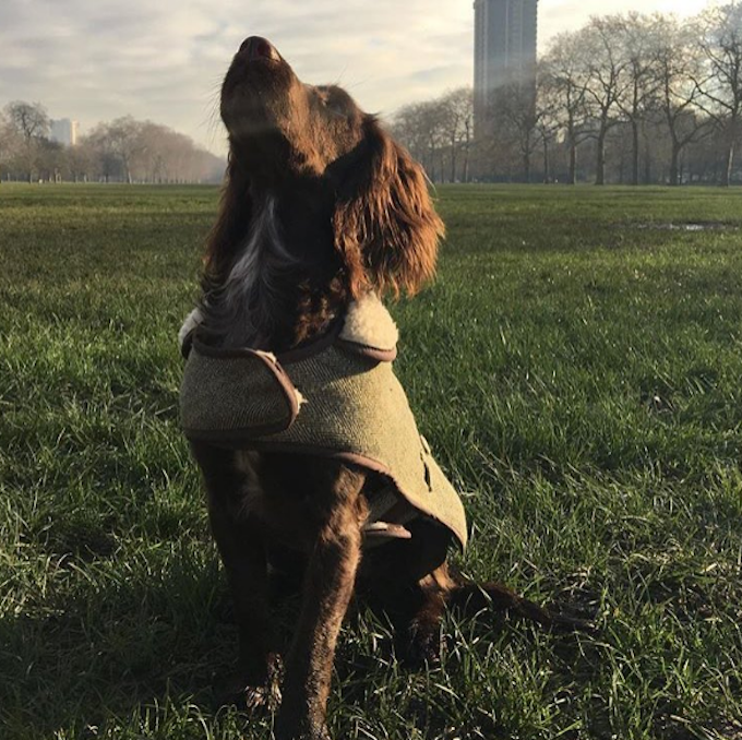 Celeb Pets: Get To Know The Dogs Of 7 Famous Soccer Stars - DogTime