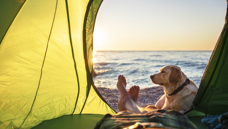 10 Things To Do With Your Dog Before Summer Ends - DogTime