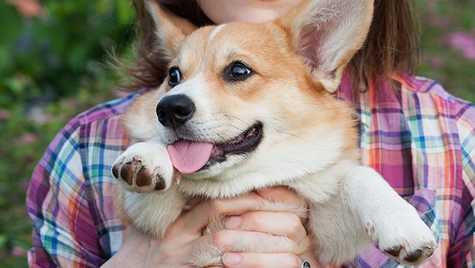 Corgi Puppies: Cute Pictures And Facts - DogTime