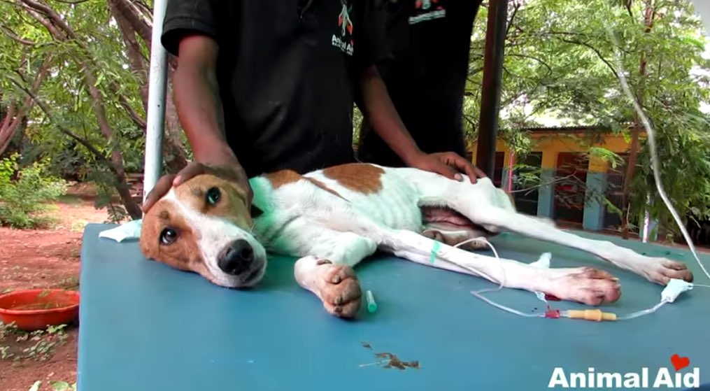 Dog Trapped In Well For 5 Days RESCUED! - DogTime