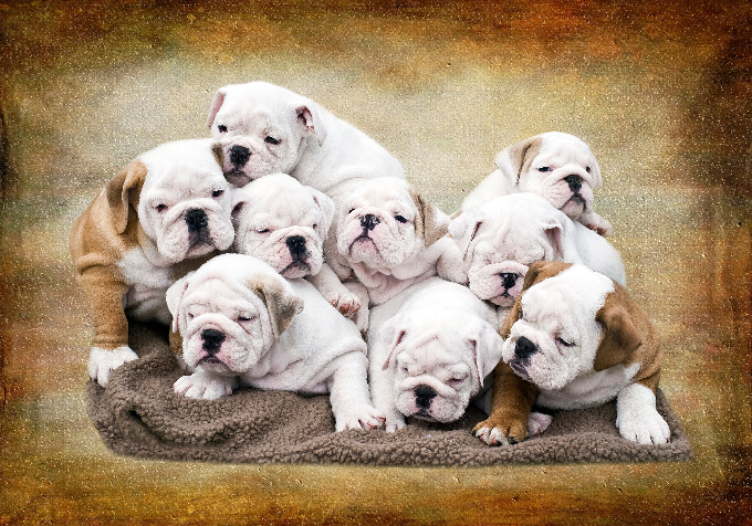 All About Puppies