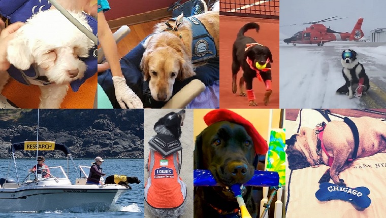 Happy Labor Day: 8 Dogs With The Most Unique Jobs Of 2016 - DogTime