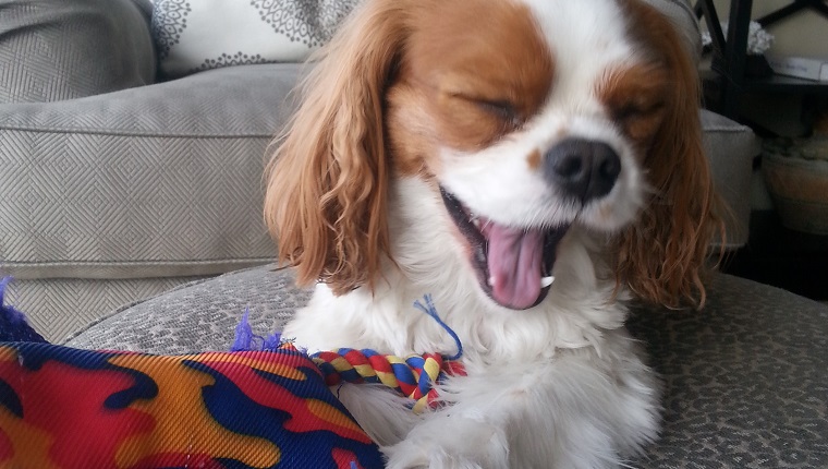 14 Dogs With The Best Smiles For National Dog Day [PICTURES] - DogTime
