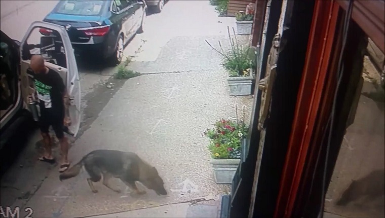 Thieves Break Window And Accidentally Save German Shepherd Dog From Hot ...