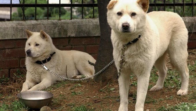Neglect Is Animal Abuse: Here’s How To Spot A Neglected Dog & What To ...
