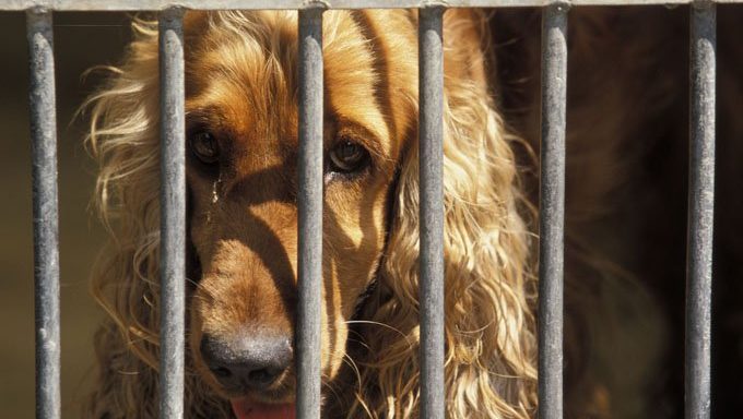 Neglect Is Animal Abuse: Here’s How To Spot A Neglected Dog & What To ...
