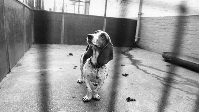 Neglect Is Animal Abuse: Here’s How To Spot A Neglected Dog & What To ...