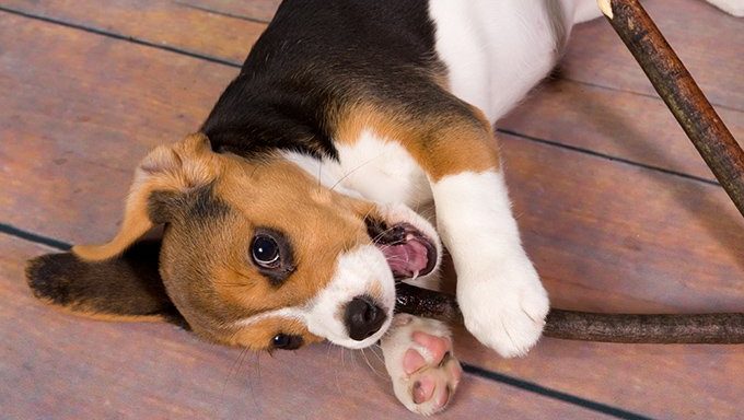 Beagle Puppies: Cute Pictures And Facts - DogTime