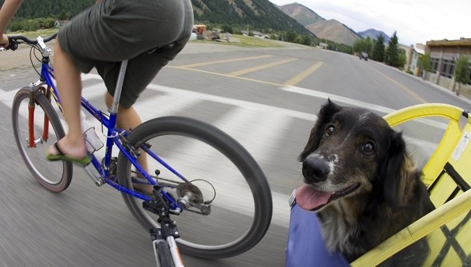 Taking Your Dog For A Bike Ride? Follow These Bicycle Safety Tips ...