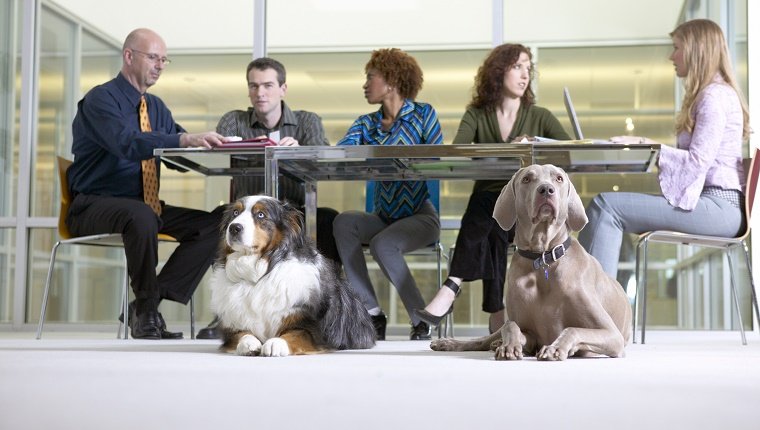Dog-Friendly Offices Are The Way Of The Future - DogTime