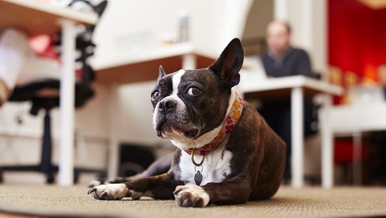 Dog-Friendly Offices Are The Way Of The Future - DogTime