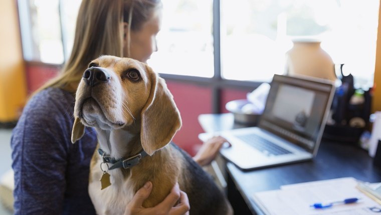 Dog-Friendly Offices Are The Way Of The Future - DogTime