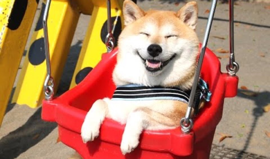 Dogs Are The Funniest People - DogTime