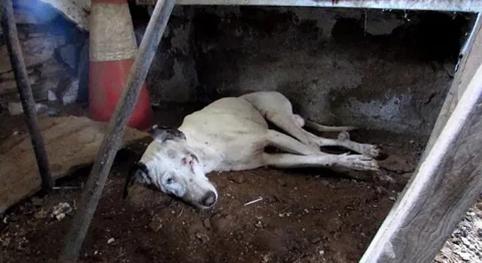 Very Sad And Injured Street Dog Has Amazing Recovery [VIDEO] - DogTime