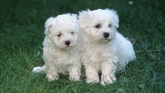 Maltese Dog Breed Information & Characteristics