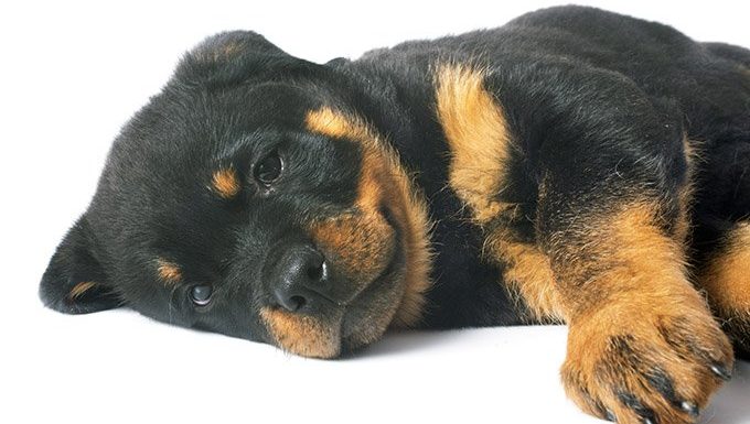 Rottweiler Puppies: Cute Pictures And Facts - DogTime
