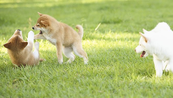 Shiba Inu Dog Breed Information & Characteristics