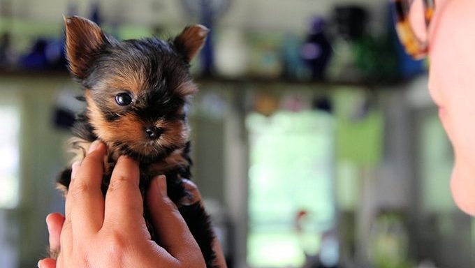 Yorkshire Terrier 'Yorkie' Puppies: Cute Pictures And Facts - DogTime