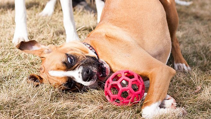 Boxer Puppies: Cute Pictures And Facts - DogTime