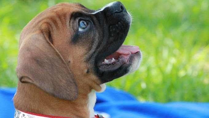 Boxer Puppies: Cute Pictures And Facts - DogTime