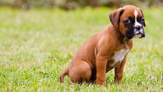 Boxer Puppies: Cute Pictures And Facts - DogTime