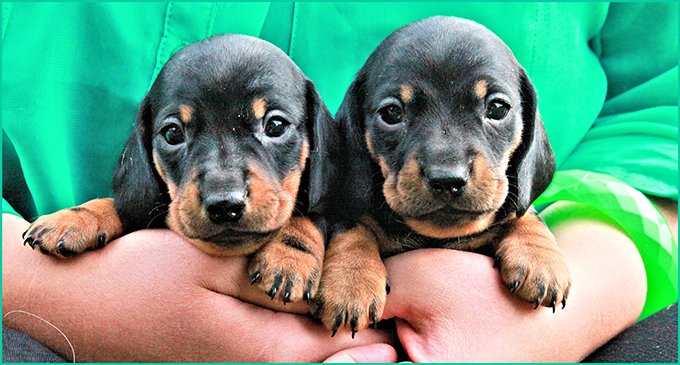 Dachshund Puppies: Cute Pictures And Facts - DogTime
