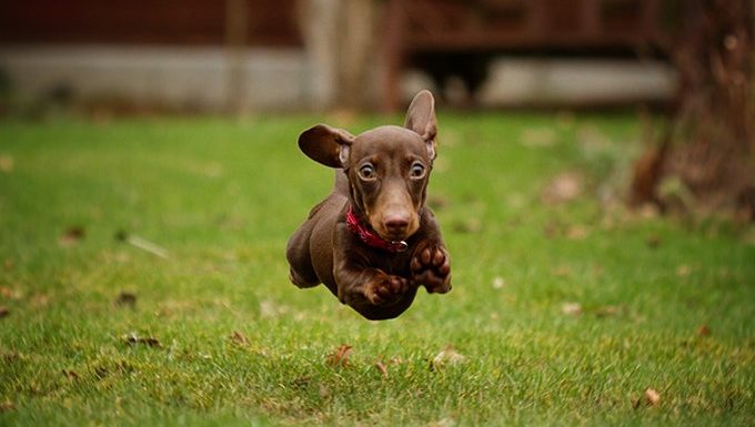 Dachshund Puppies: Cute Pictures And Facts - DogTime