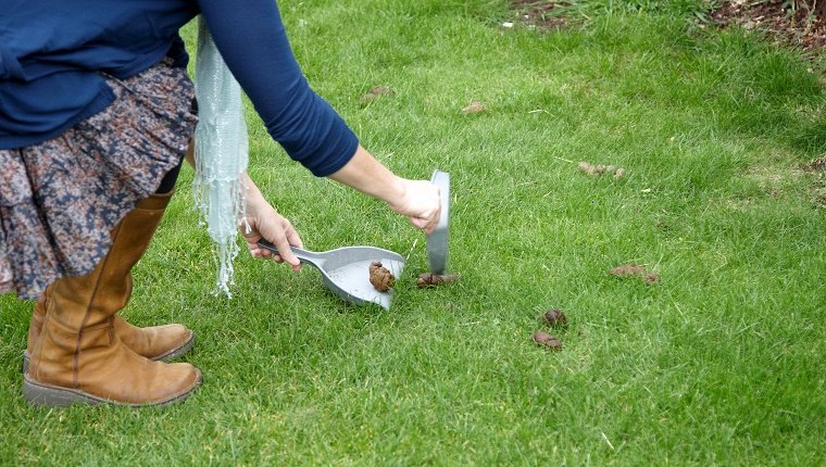 Normal, Soft, Runny, & More: What Your Dog's Poop Tells You - DogTime