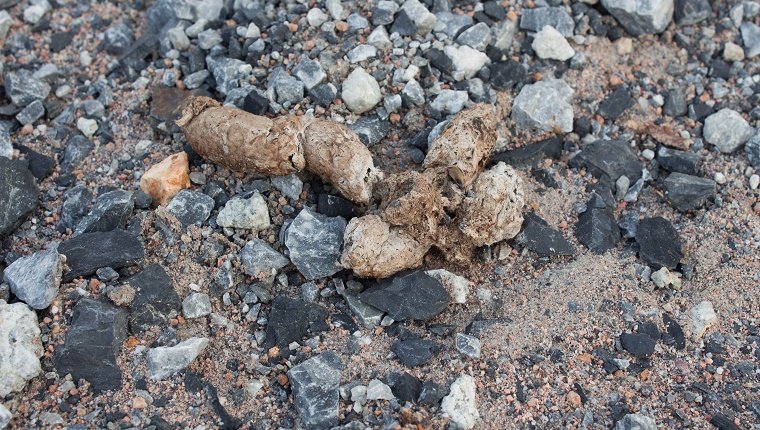 Normal, Soft, Runny, & More: What Your Dog's Poop Tells You - DogTime